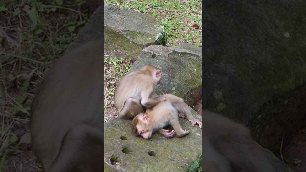 Everyday Monkey Lifestyle 82 #short #Monkey #Popular - YouTube