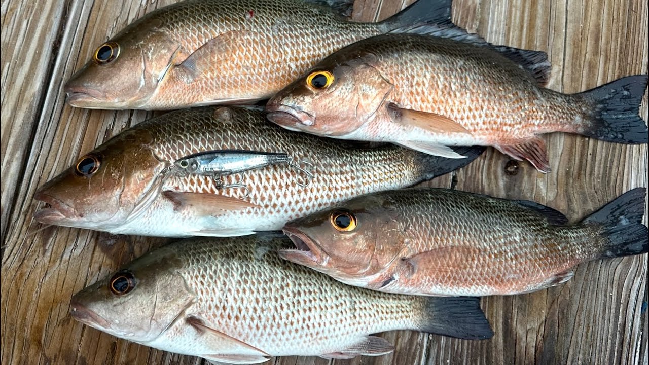 How to Limit out on Snapper With Artificial Bait! - YouTube