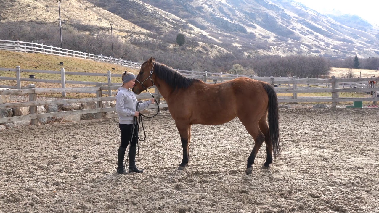 Bridle Up Hope - Simple Method of Backing Up - YouTube