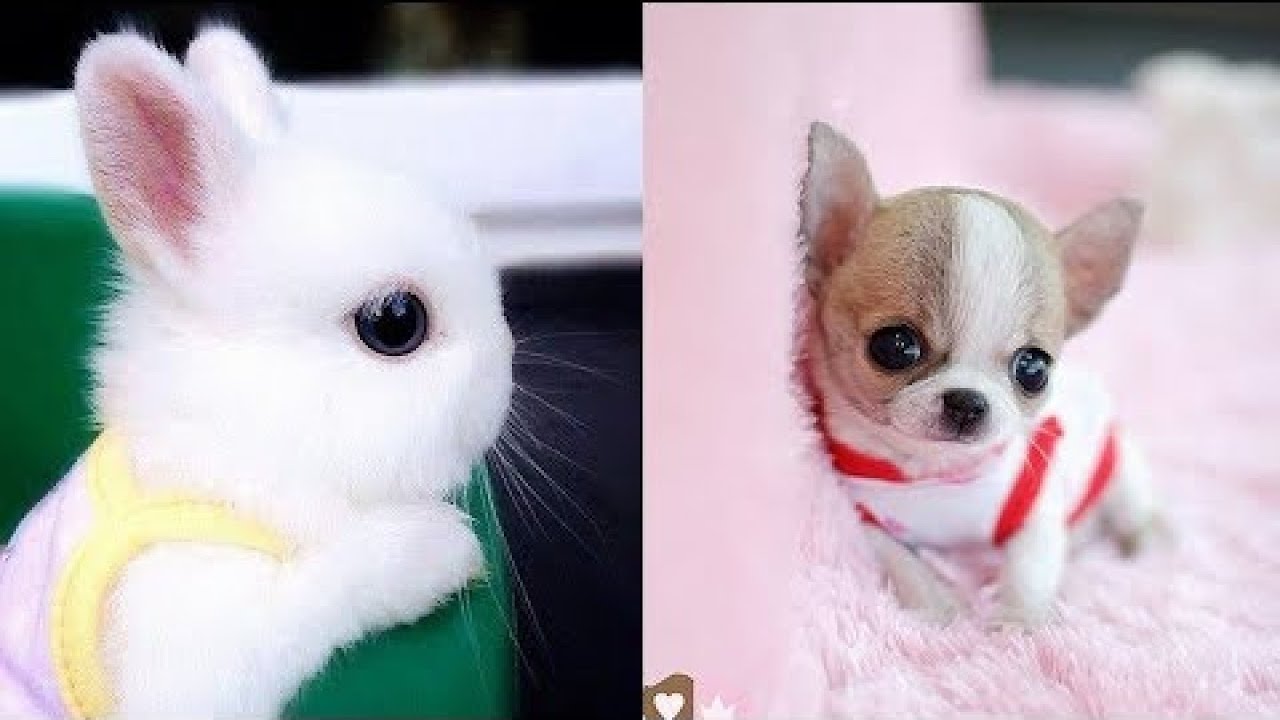Cutest Animals! Cute baby animals Videos Compilation cute moment of the ...