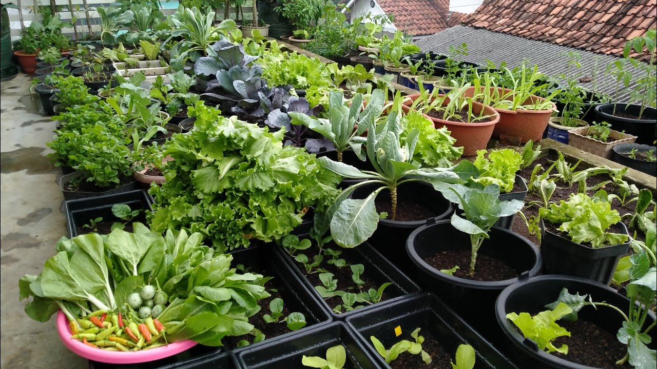 PANEN SELADA CROP, PAKCOY PUTIH,SELADA GREEN ROMAINE, TERONG LALAP DAN ...