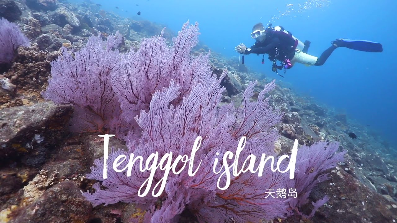 Tenggol island Scuba Diving | Tenggol Coral Beach Resort - YouTube