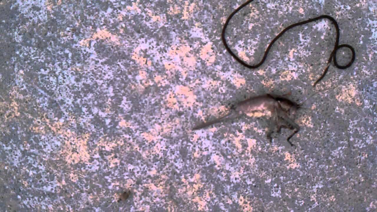 Weird worm thing! - YouTube