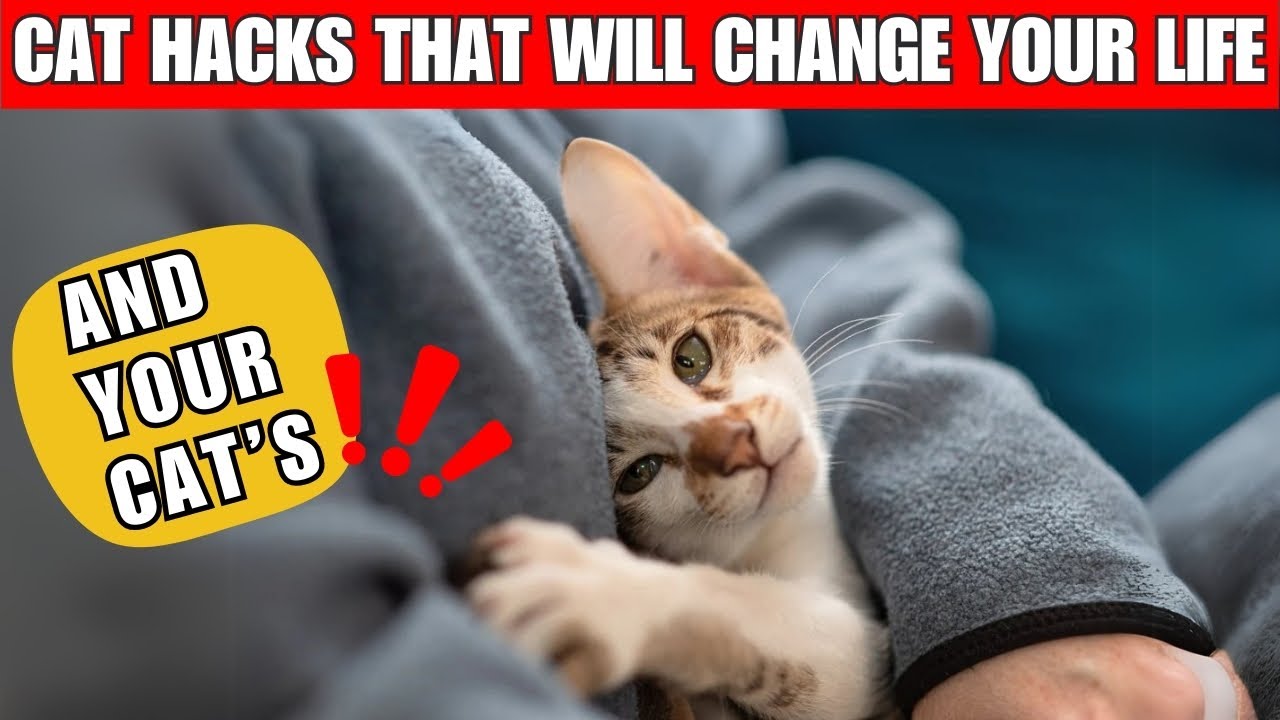 18 Cat Hacks That You Need to Know (and TRY) - YouTube
