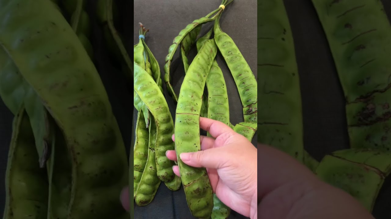 臭豆季节到了 大家知道哪一种是 Petai Papan 还是 Petai Padi吗 ？学一学下次就不会买错了 😁 - YouTube