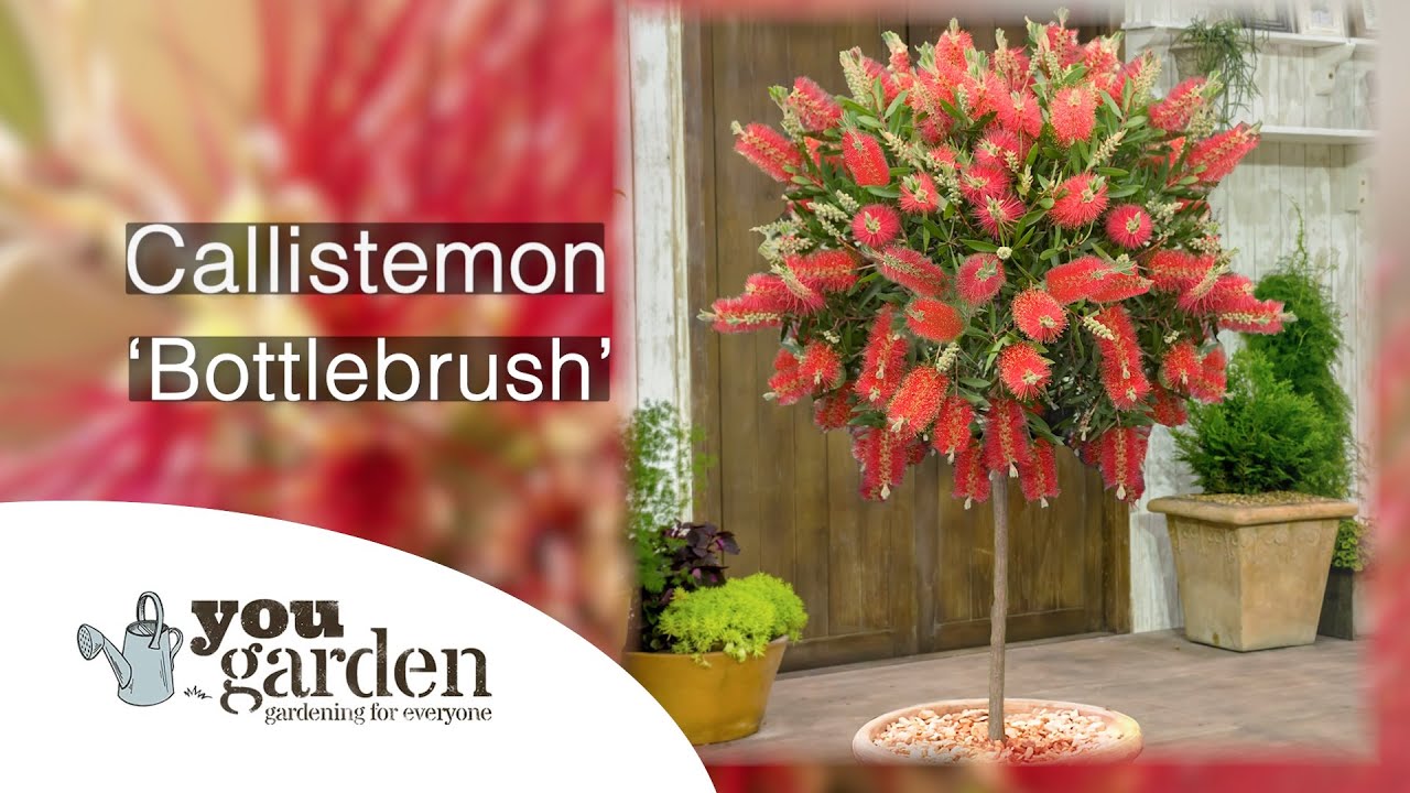 Callistemon 'Bottlebrush' with Peter McDermott - YouTube