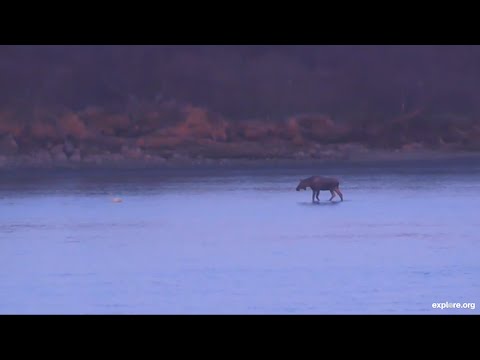 5:11:15 Swan scares moose Explore.org May 11, 2015 - YouTube