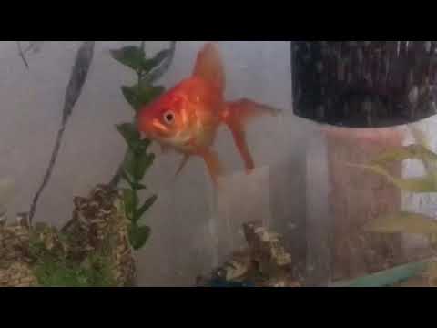 Fish swearing at owner. (not for children). - YouTube