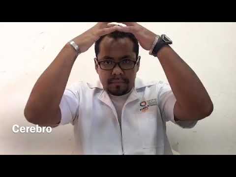 Señas: Cerebro