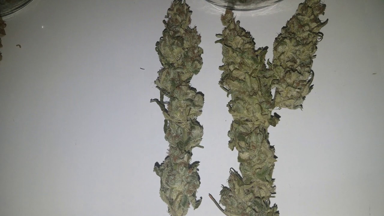 Krypto Kush Strain Review |Garden Update | Lil Groboy - YouTube