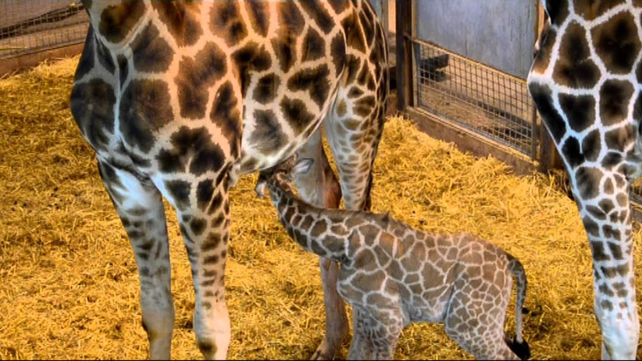 Cría de jirafa mamando - Nueva cría en BIOPARC Valencia - YouTube