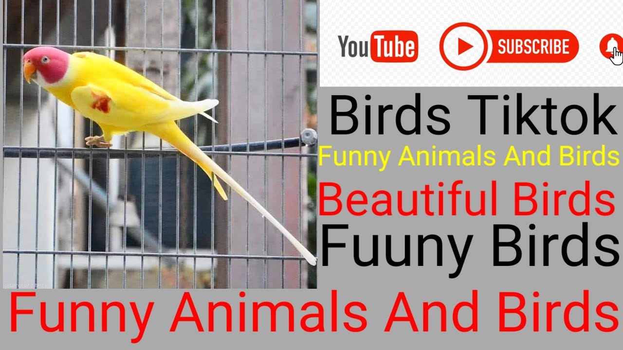 funny animals and birds birds tiktok funny video parrot tiktok birds ...