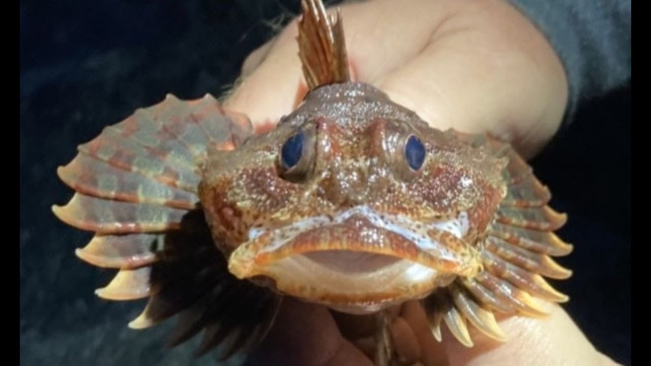 Facts: The Red Irish Lord - YouTube