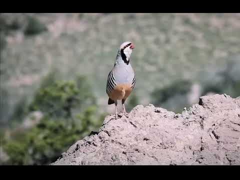 Yabani keklik sesi #keklikavı #chukarhunting #birds 