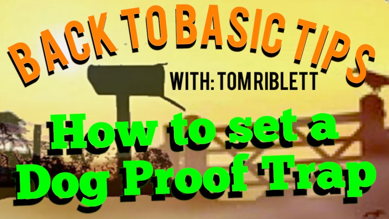 How to set a Dog proof trap #44 - YouTube