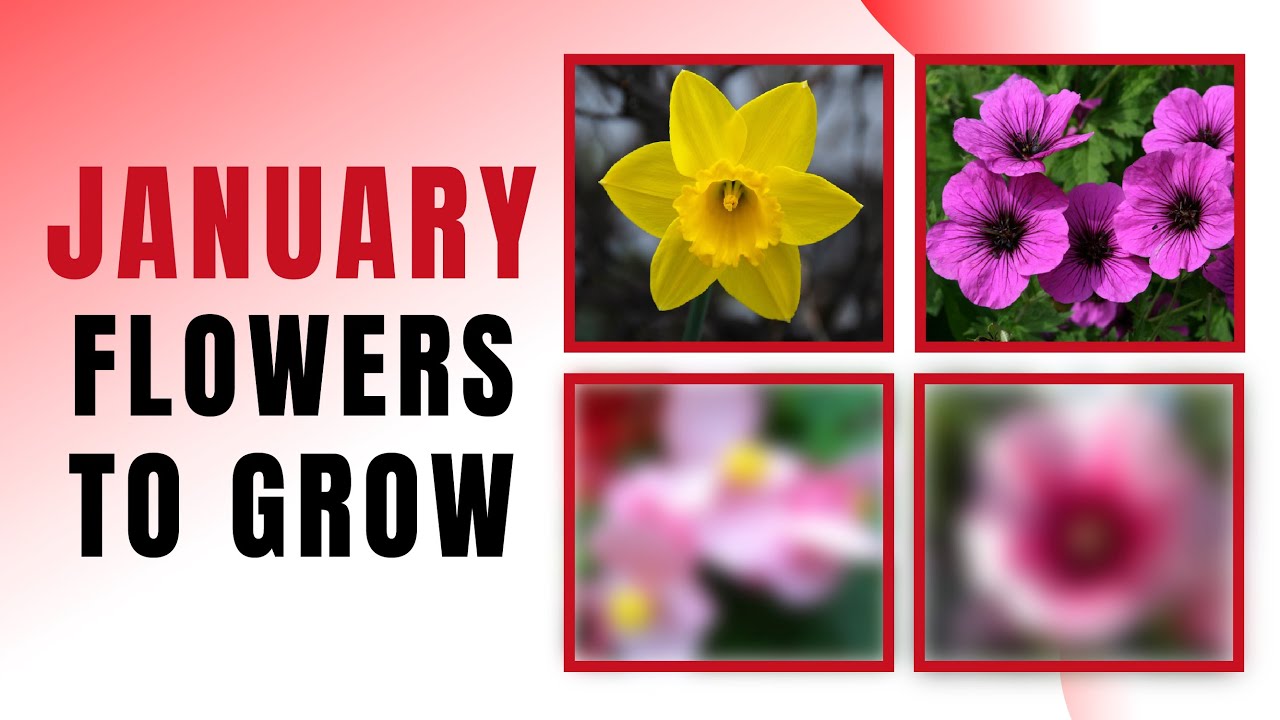 What Flower Plants to Grow in January? | Best January Flowers - YouTube