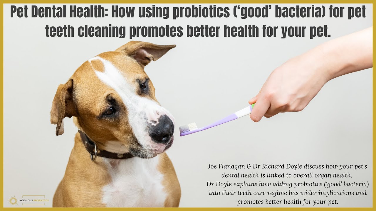 Pet Dental Health: How using probiotics for pet teeth cleaning promotes ...