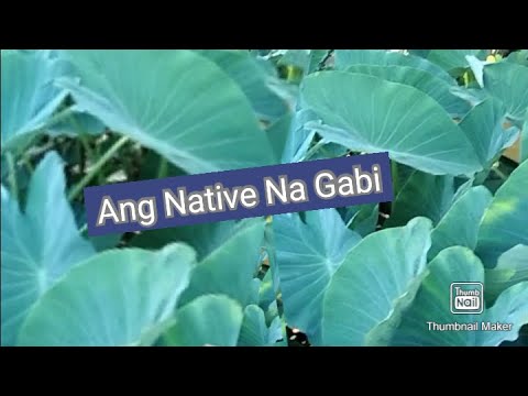 Ang Native Na Gabi - YouTube