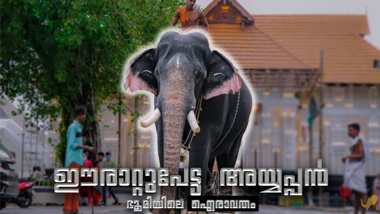 ഭൂമിയിലെ ഐരാവതം || Erattupetta Ayyappan || Special Episode || Aana Oru ...