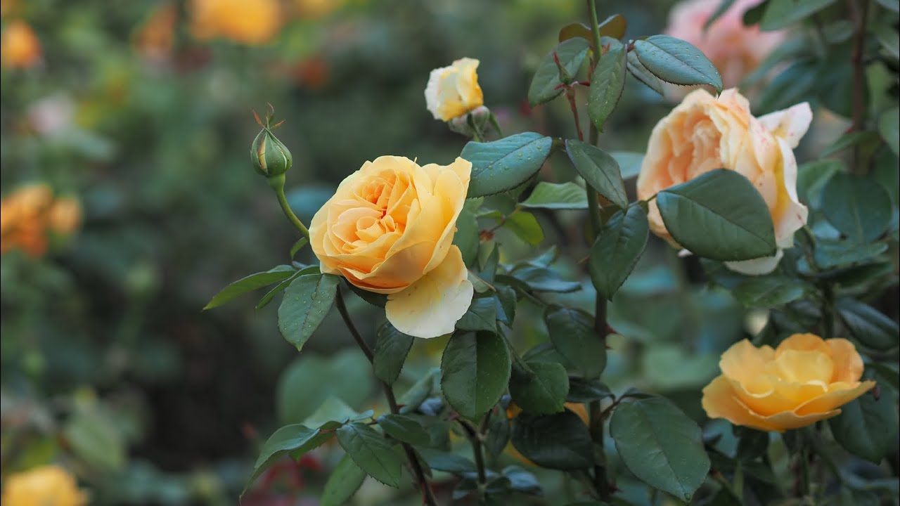 4K HDR - Rose Candlelight - Tantau - YouTube