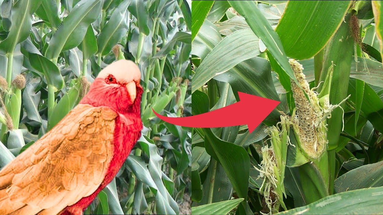Over 17 Million Wild Parrots Destroy Crops And How Australian Farmers ...