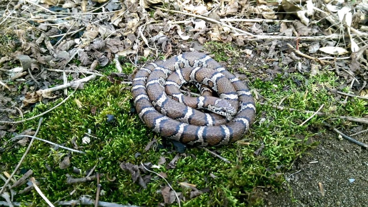Hardin County Kentucky milk snake discussion - YouTube