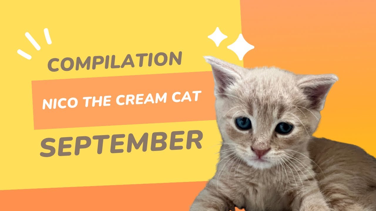 TikTok Nico The Cream Cat Compilation September 2022 - YouTube