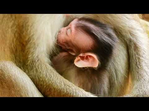 Mama JULINA feeding fresh and Yummy milk to her baby JASPER. JASPER sleep well.