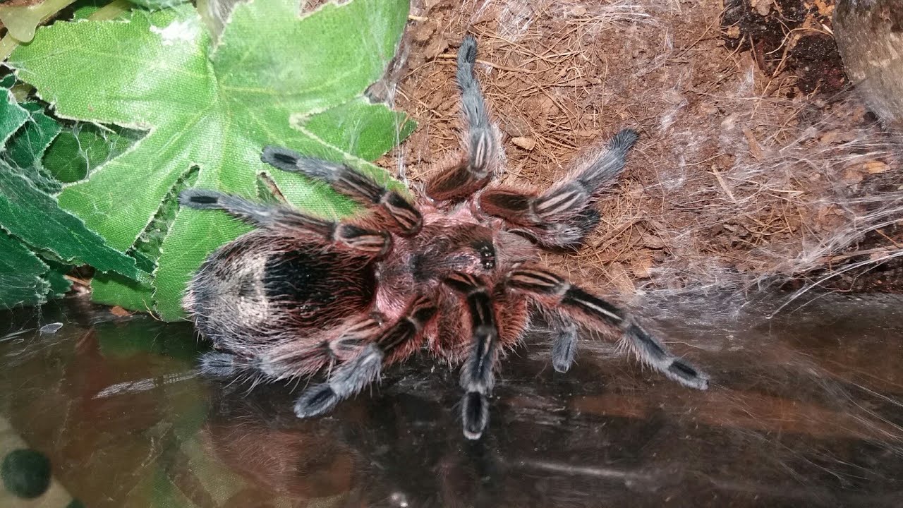 Chilean Copper Tarantula feeding, October 7, 2017 - YouTube