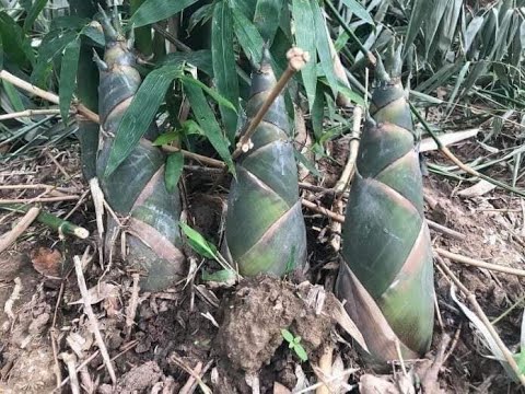 How is growing sweet Bamboo tree from Cutting-Best Way I Agricultural ...