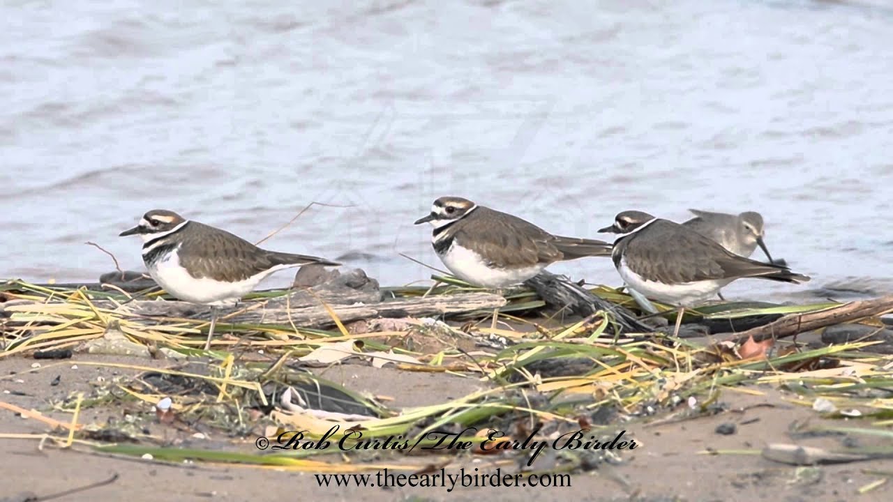 KILLDEER Charadrius vociferus - YouTube