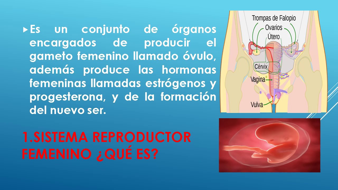 Aparato Reproductor Femenino