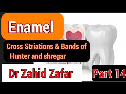 Part14 Enamel Cross Striations & Bands of Hunter & Shregar# ...