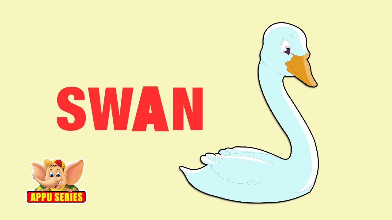 Animal Facts - Swan - YouTube