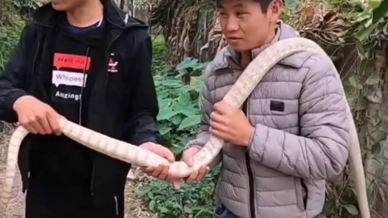 OMG! Albino snake | Ultra rare albino snakes were discovered in - YouTube
