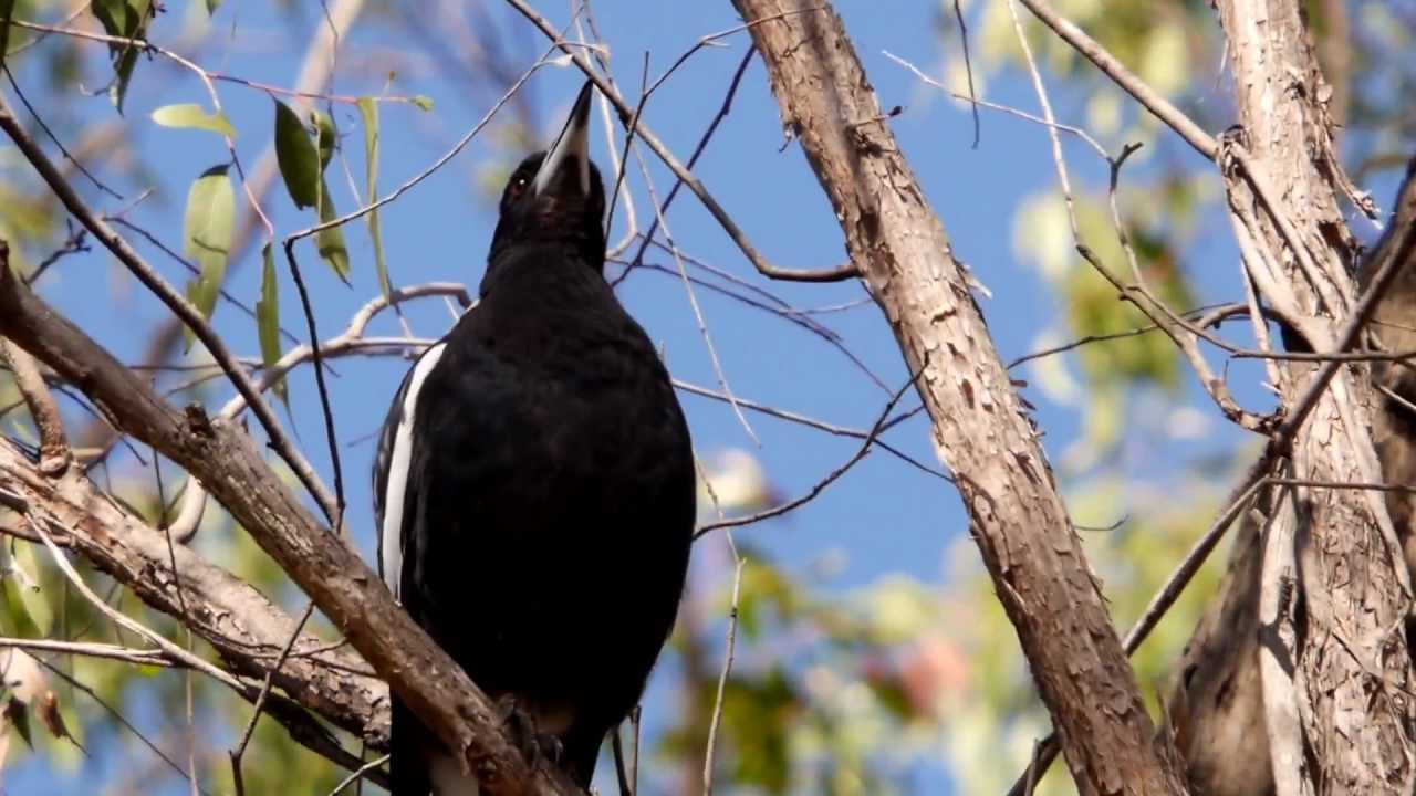 Australian Magpie Sound - YouTube