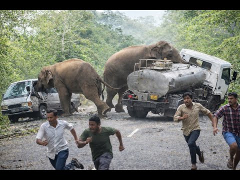 Human–Elephant Conflict on a Forest Road | Real Footage