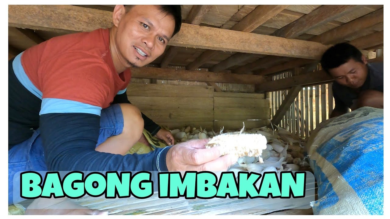 HANAPIN NATIN ANG BAYAWAK! SIMULA NG MAGHARVEST NG MAIS+ NAGPAGAWA KAMI ...