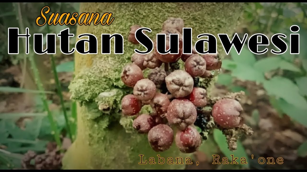 Suasana Alam, Hutan Sulawesi, Buton Utara - YouTube