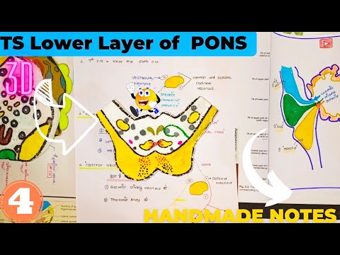 🧠 "Brain stem" Anatomy 3D | Transverse section of PONS 1 | Ts of Lower ...