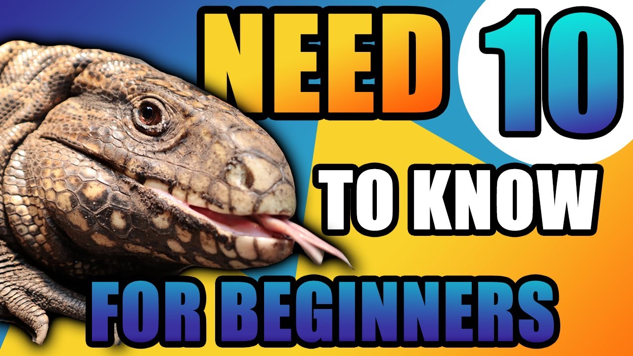 ESSENTIALS OF TEGU CARE! 10 Things EVERY Beginner NEEDS To Know Before ...