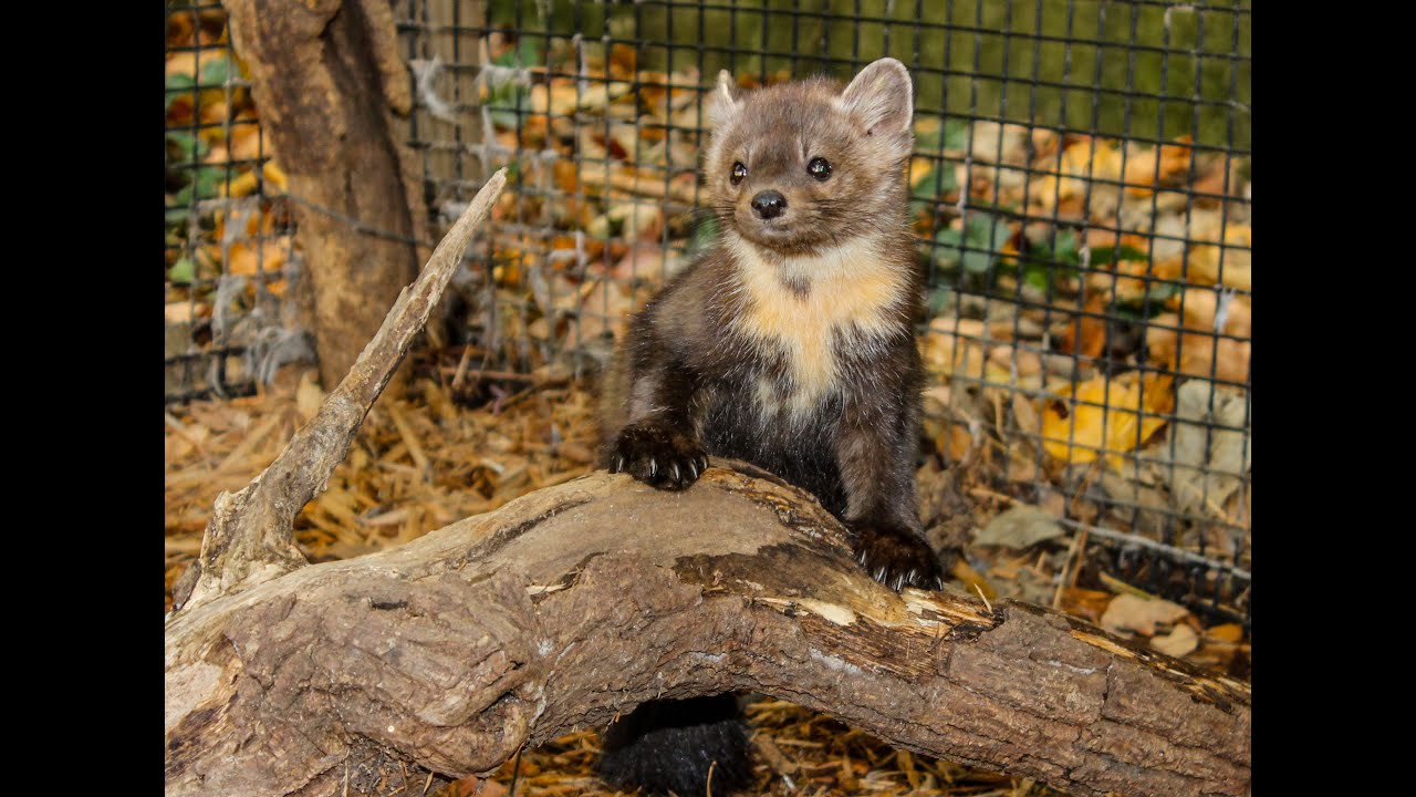 Animal Spotlight: New Arrivals - YouTube