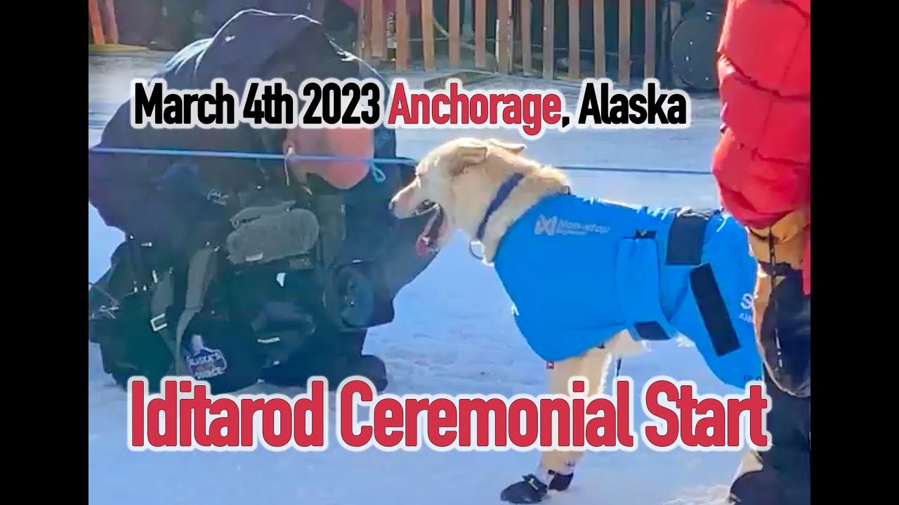 Iditarod 2023 Ceremonial Sled Dog Race 4th Ave - Brent Sass, Pete ...