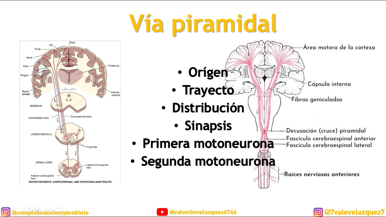 ANATOMÍA DE LA VÍA PIRAMIDAL - Primera neurona, segunda neurona ...