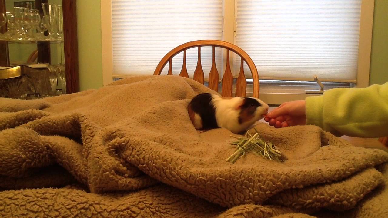 Fun things to do with your guinea pigs. - YouTube