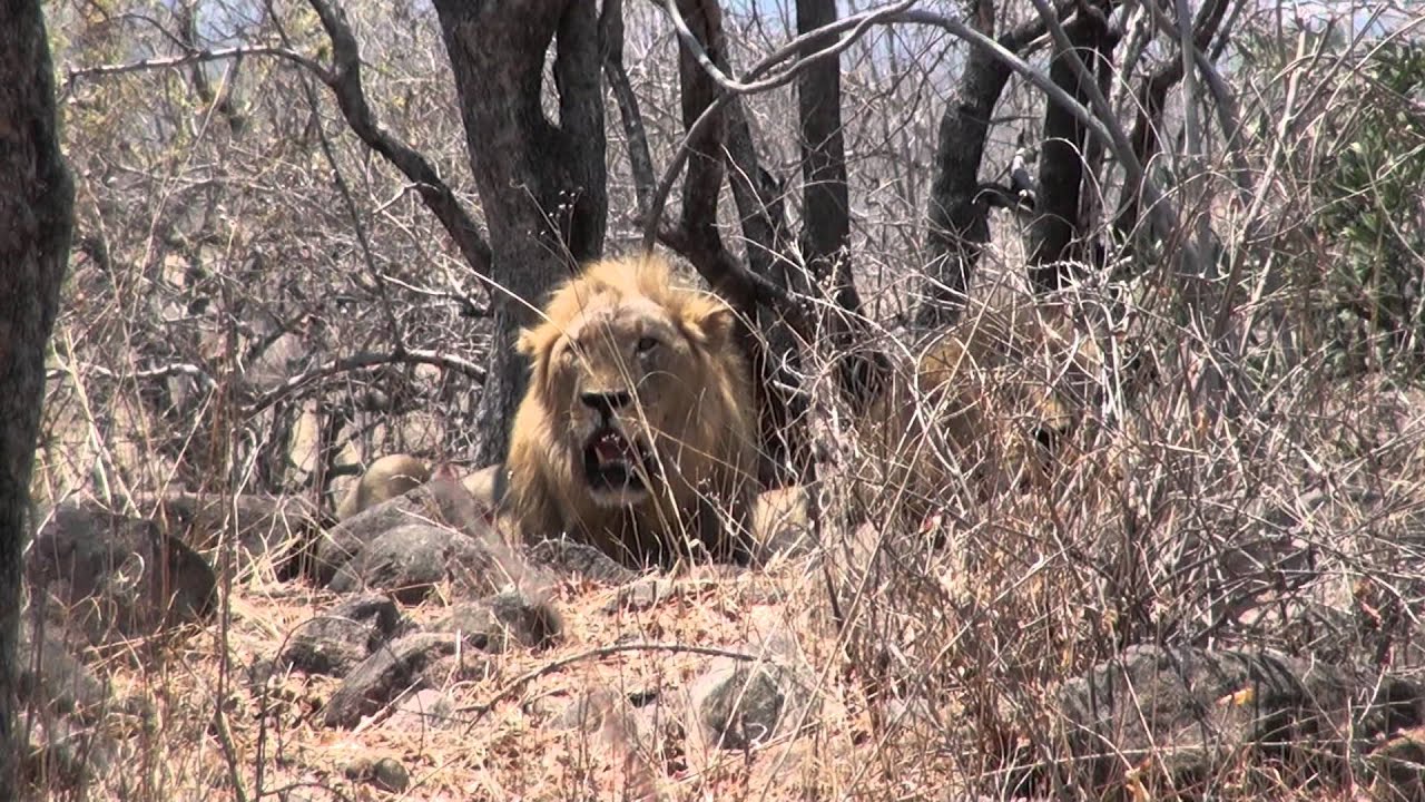 lion uses toothpick - YouTube