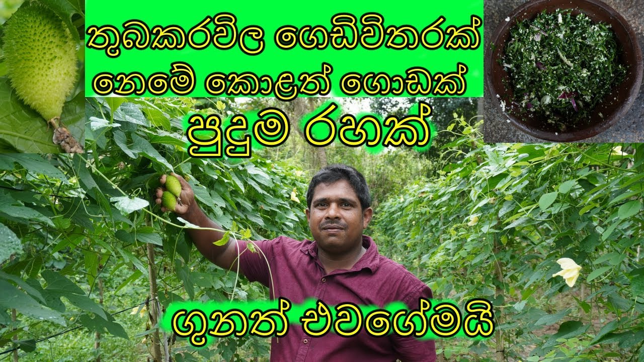 තුබ කරවිල stiny gourd thuba karawila තුබ කරවිල කොළ සම්බෝලය ...