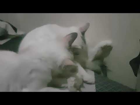 Random Video (1) Jilat-Jilatan