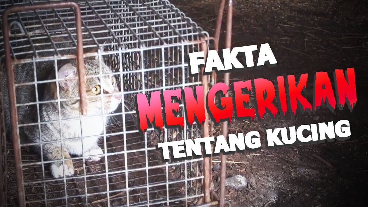 Jebakan Canggih Untuk Sang Kucing - YouTube