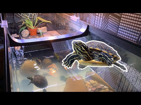 BUILDING the ULTIMATE DIY 40 gallon TURTLE tank setup - YouTube
